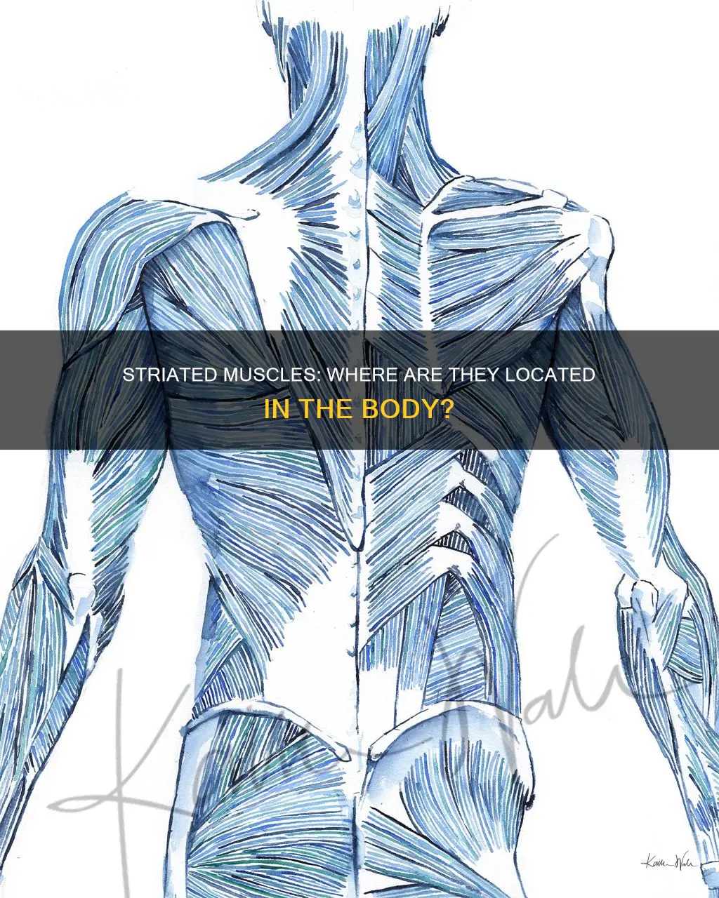 Striated Muscles: Where Are They Located In The Body? | CyVigor