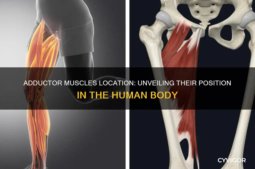 Adductor Muscles Location: Unveiling Their Position In The Human Body ...
