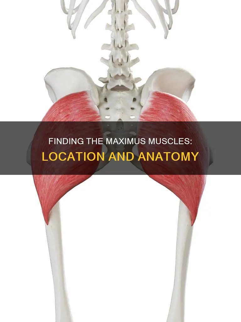 Finding The Maximus Muscles: Location And Anatomy | CyVigor