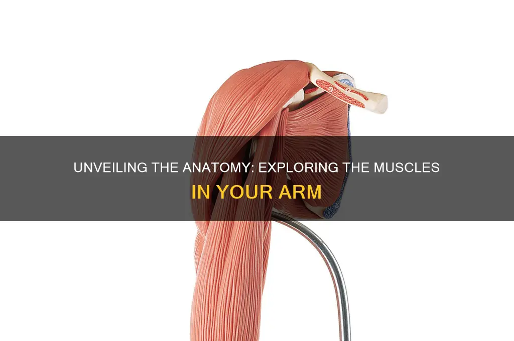 Unveiling The Anatomy: Exploring The Muscles In Your Arm | CyVigor
