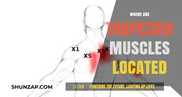 Understanding The Suboccipital Muscles: Their Location And Function ...