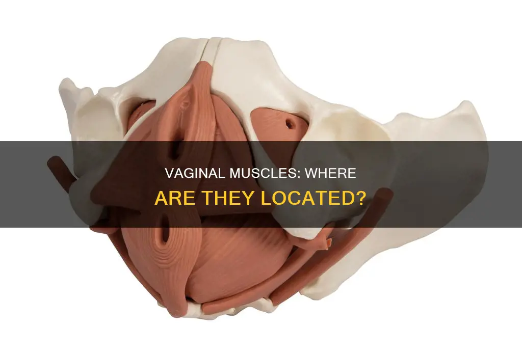Vaginal Muscles: Where Are They Located? | CyVigor