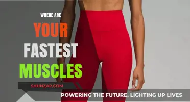 Flank Muscles: Where Are They? | CyVigor