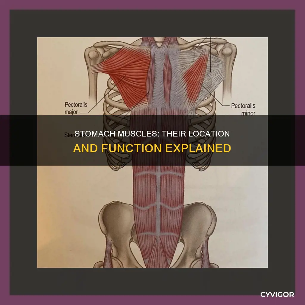 Stomach Muscles: Their Location And Function Explained | CyVigor