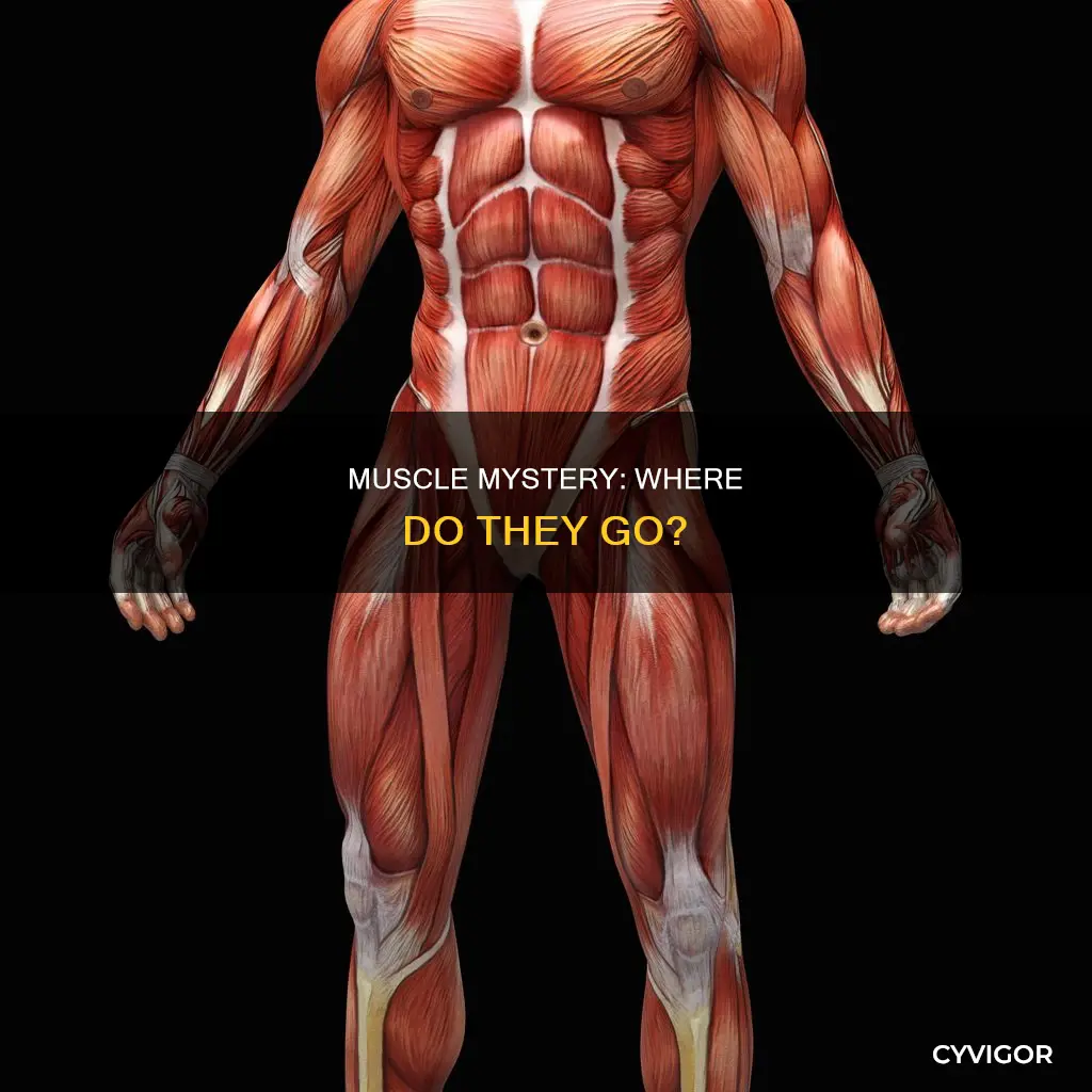 Muscle Mystery: Where Do They Go? | CyVigor
