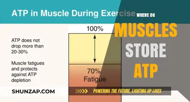 Stomach Muscles: Their Location And Function Explained | CyVigor