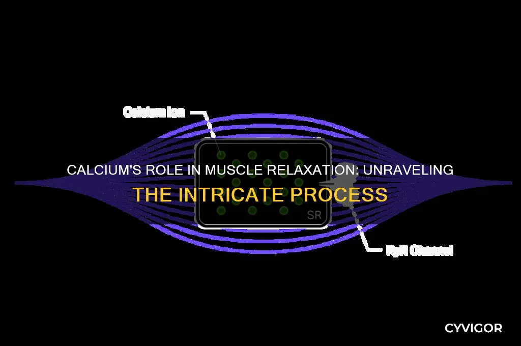 Calcium's Role In Muscle Relaxation: Unraveling The Intricate Process ...