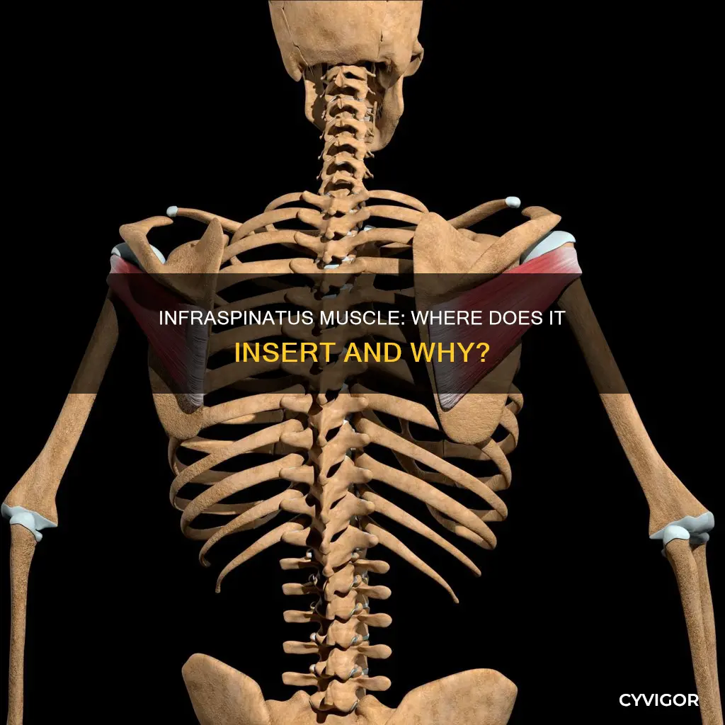 Infraspinatus Muscle: Where Does It Insert And Why? | CyVigor