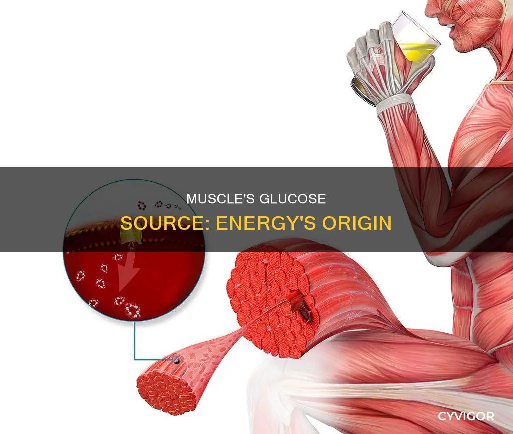 Muscle's Glucose Source: Energy's Origin | CyVigor