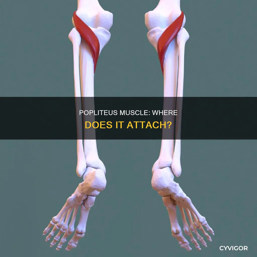 Popliteus Muscle: Where Does It Attach? | CyVigor