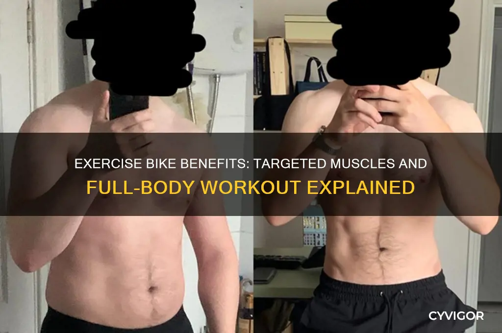 Exercise Bike Benefits: Targeted Muscles And Full-Body Workout ...