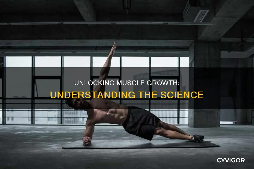 Unlocking Muscle Growth: Understanding The Science | CyVigor