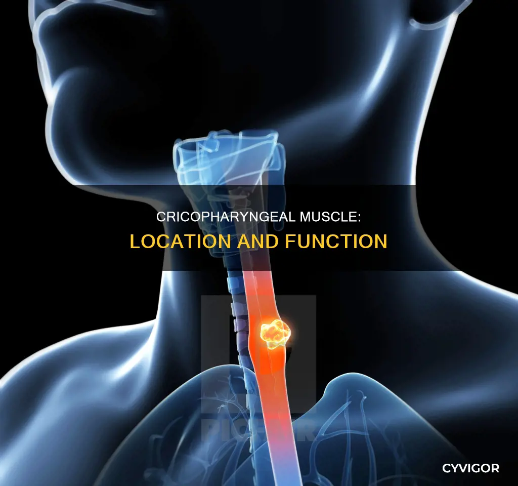 Cricopharyngeal Muscle: Location And Function | CyVigor
