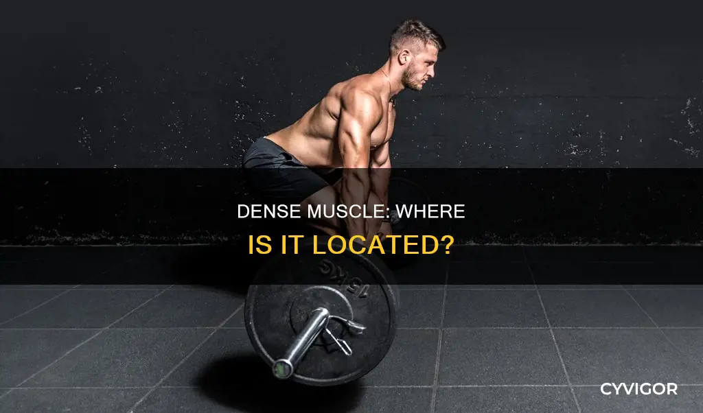 Dense Muscle: Where Is It Located? | CyVigor