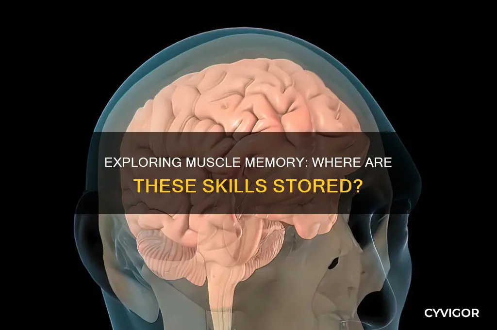 Exploring Muscle Memory: Where Are These Skills Stored? | CyVigor