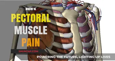 Where Does Hamstring Strain Pain Occur? Location And Symptoms Explained ...