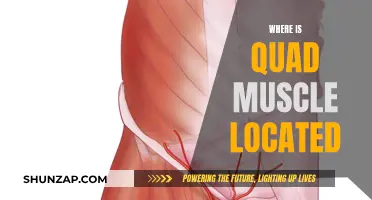 The Diaphragm Muscle: Locating And Understanding Its Function | CyVigor