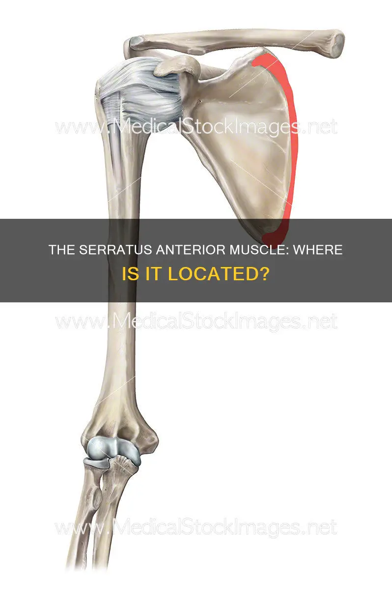 The Serratus Anterior Muscle: Where Is It Located? | CyVigor