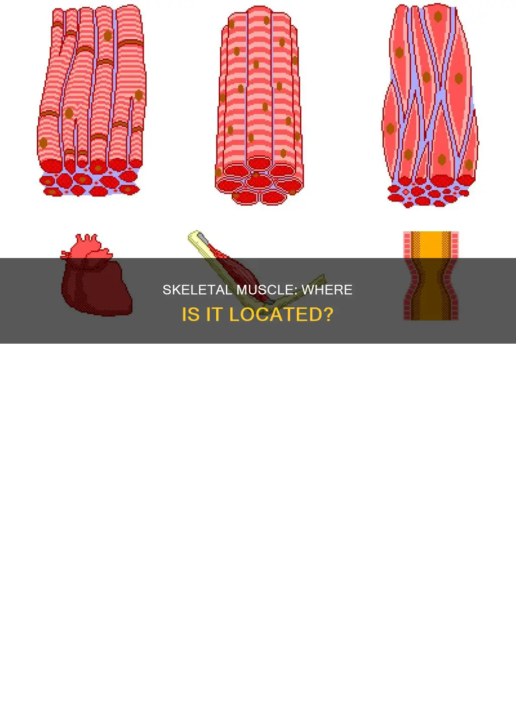 Skeletal Muscle: Where Is It Located? | CyVigor