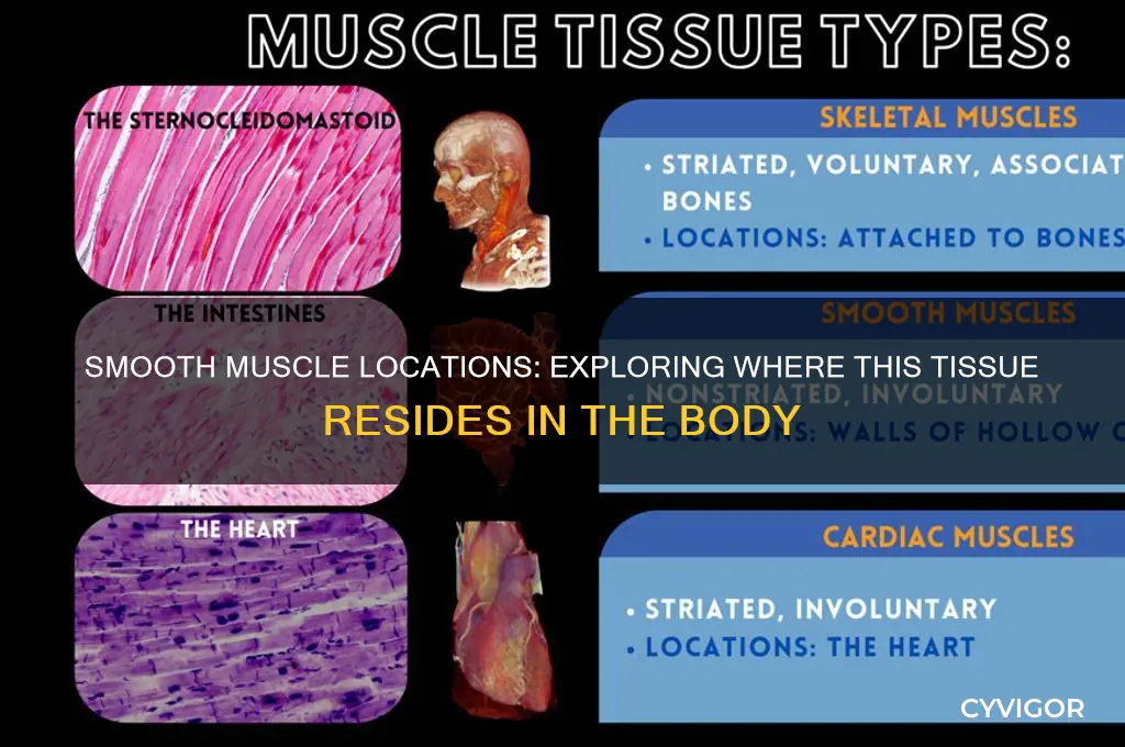 Smooth Muscle Locations: Exploring Where This Tissue Resides In The ...