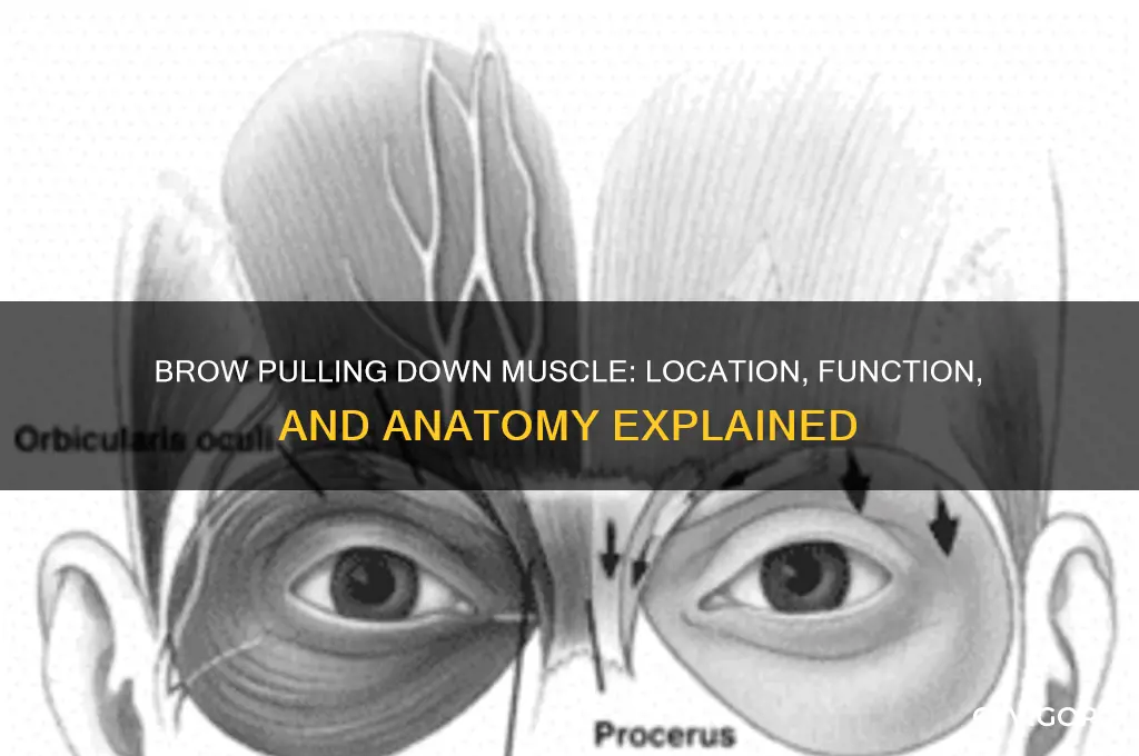 Brow Pulling Down Muscle: Location, Function, And Anatomy Explained ...