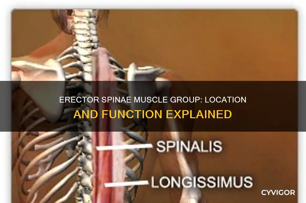 Erector Spinae Muscle Group: Location And Function Explained | CyVigor
