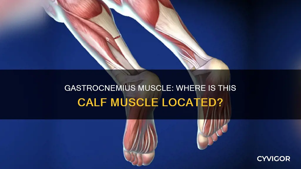 Gastrocnemius Muscle: Where Is This Calf Muscle Located? | CyVigor