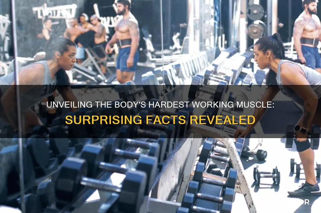 Unveiling The Body's Hardest Working Muscle: Surprising Facts Revealed ...