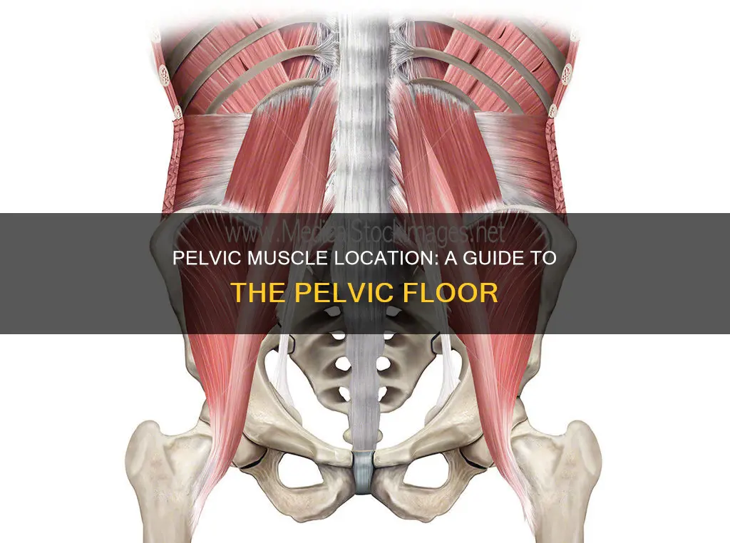 Pelvic Muscle Location: A Guide To The Pelvic Floor | CyVigor