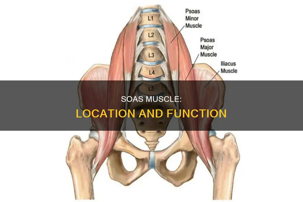 Soas Muscle: Location And Function | CyVigor