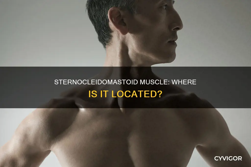 Sternocleidomastoid Muscle: Where Is It Located? | CyVigor