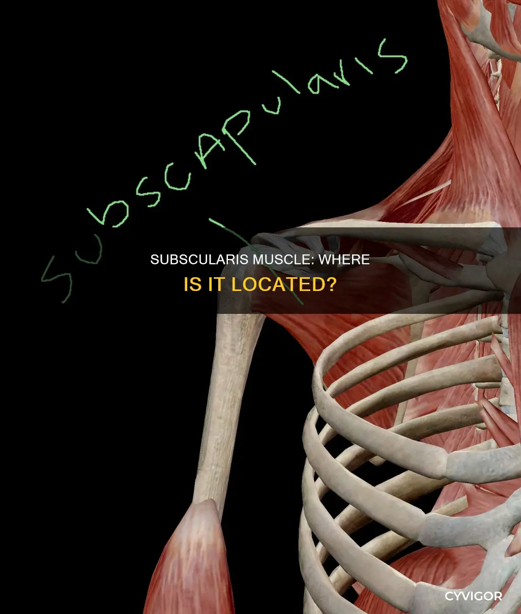 Subscularis Muscle: Where Is It Located? | CyVigor