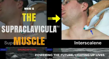 Suprascapularis Muscle: Where Is It Located? | CyVigor