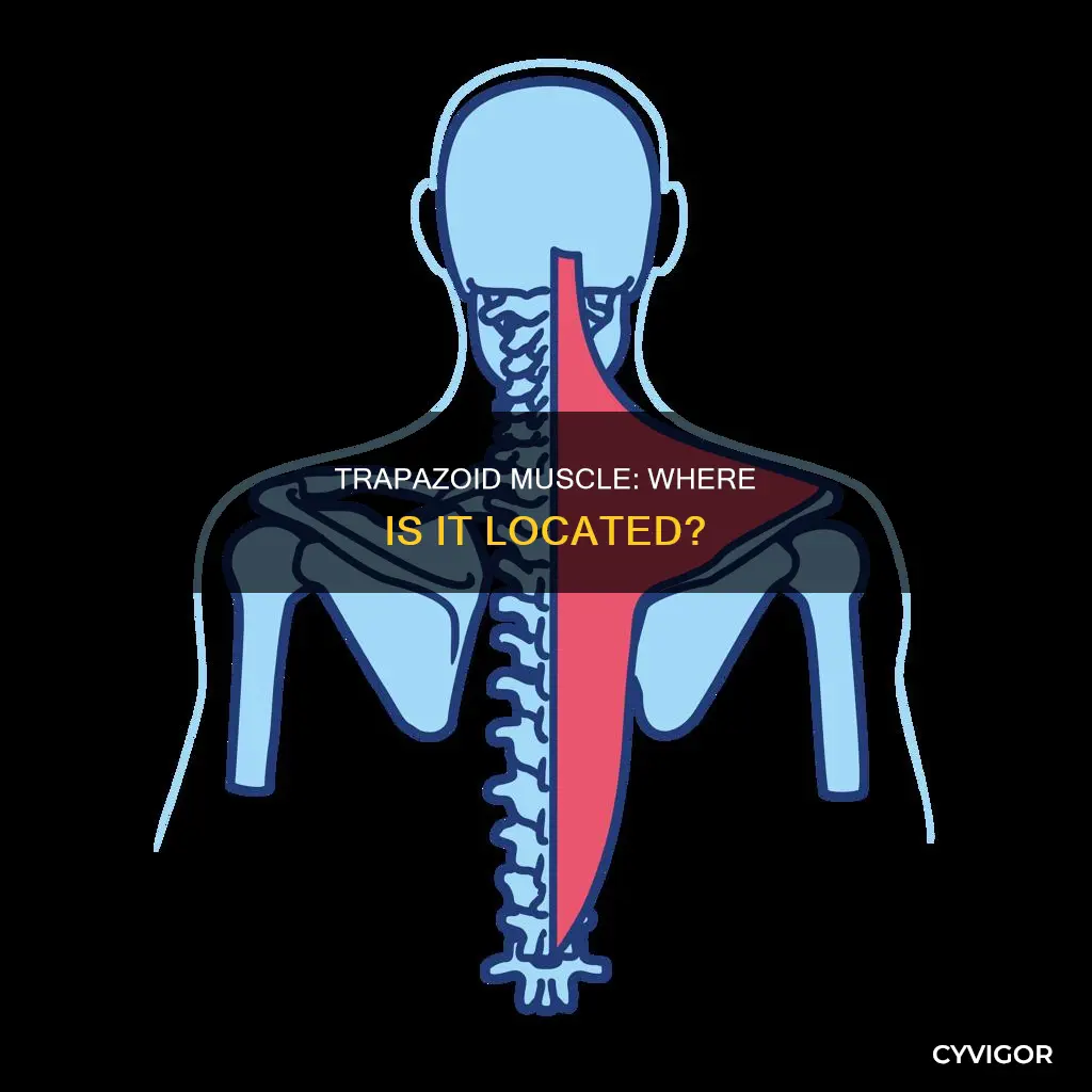 Trapazoid Muscle: Where Is It Located? | CyVigor