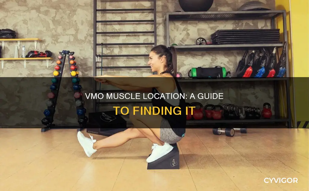 Vmo Muscle Location: A Guide To Finding It | CyVigor