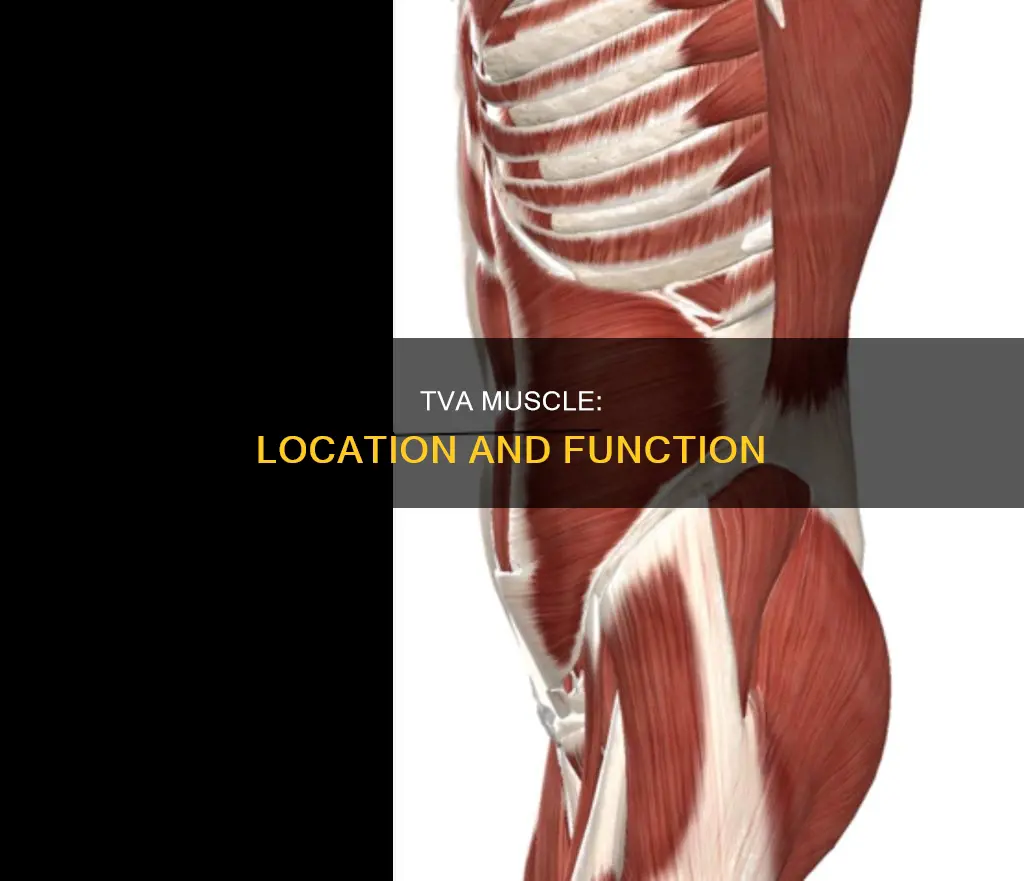 Tva Muscle: Location And Function | CyVigor