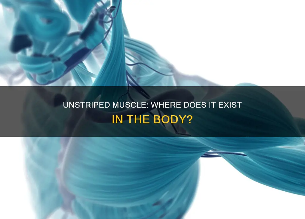Unstriped Muscle: Where Does It Exist In The Body? | CyVigor