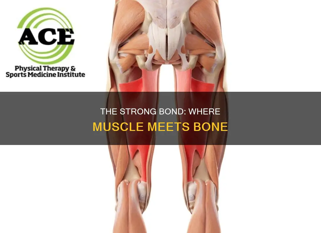 The Strong Bond: Where Muscle Meets Bone | CyVigor