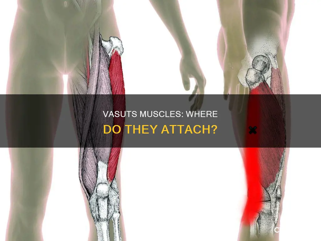 Vasuts Muscles: Where Do They Attach? | CyVigor