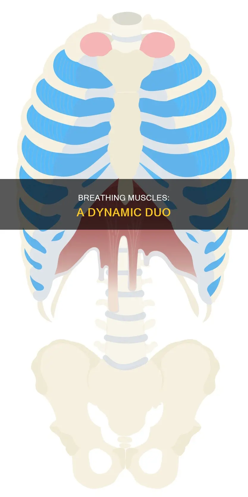 Breathing Muscles: A Dynamic Duo | CyVigor