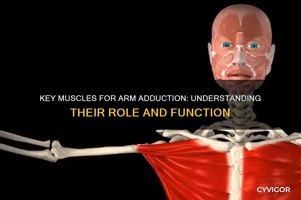 Key Muscles For Arm Adduction: Understanding Their Role And Function ...