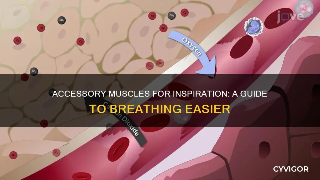 Accessory Muscles For Inspiration: A Guide To Breathing Easier | CyVigor