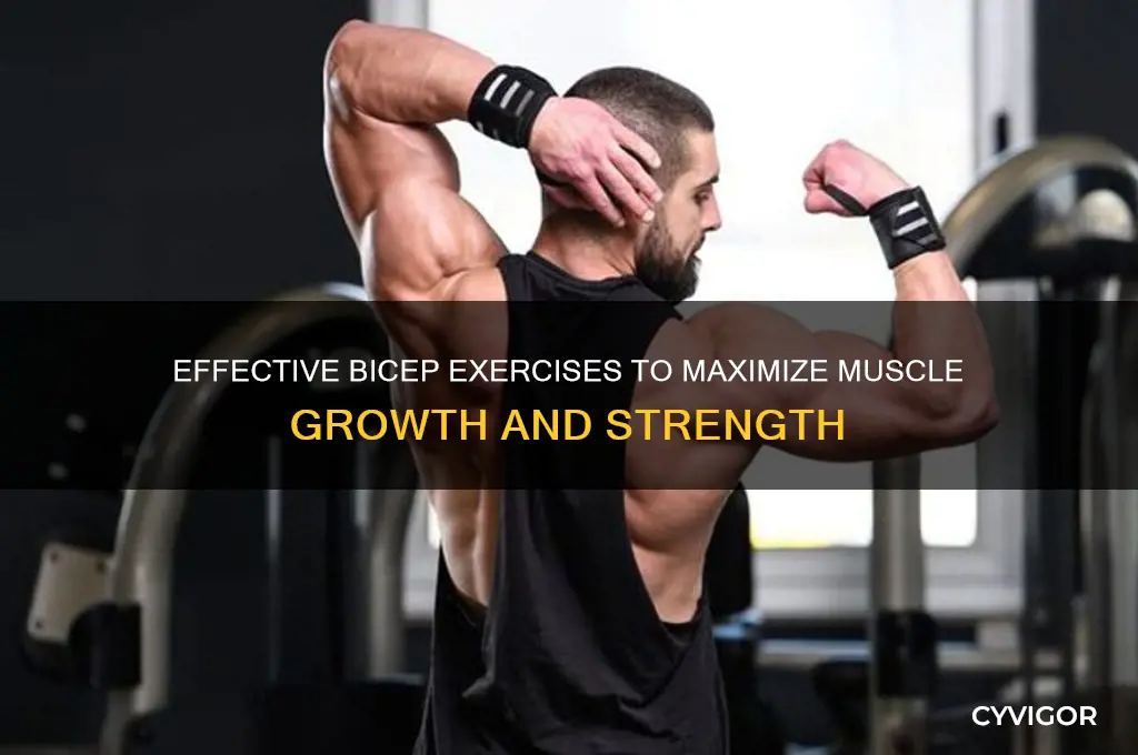 Effective Bicep Exercises To Maximize Muscle Growth And Strength | CyVigor