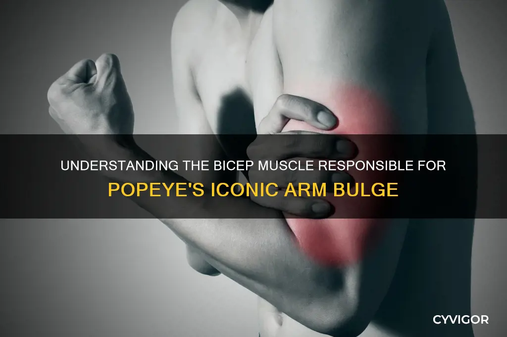 Understanding The Bicep Muscle Responsible For Popeye's Iconic Arm ...