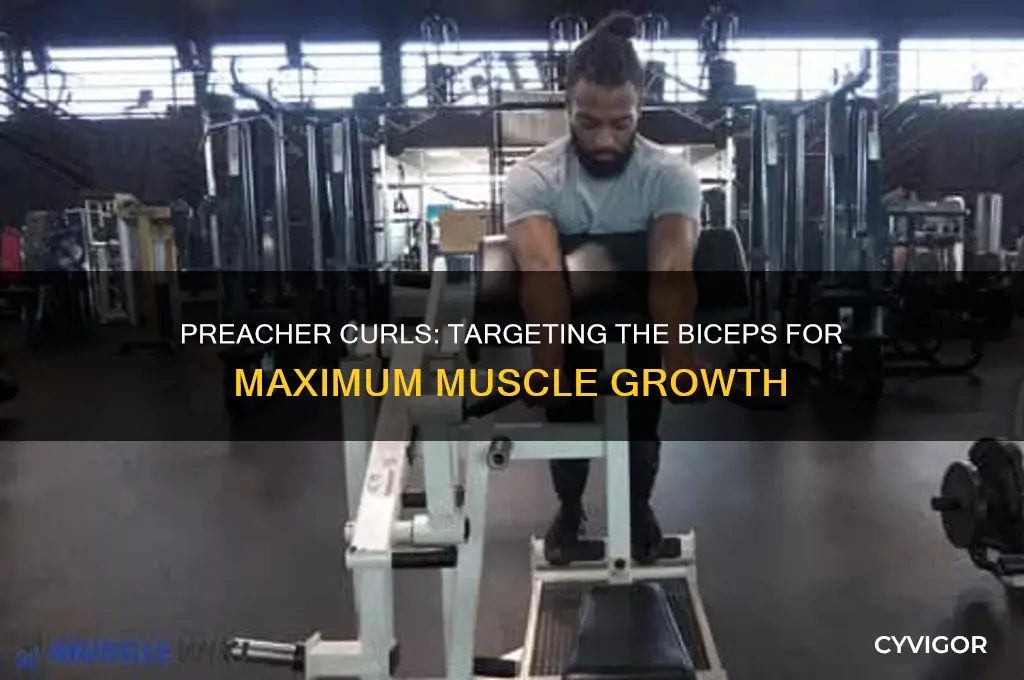 Preacher Curls: Targeting The Biceps For Maximum Muscle Growth | CyVigor