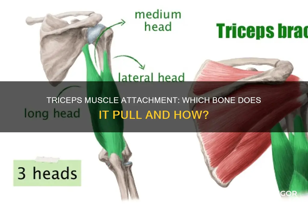 Triceps Muscle Attachment: Which Bone Does It Pull And How? | CyVigor