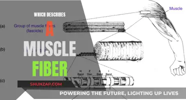 Understanding Forearm Pronation And The Muscles Involved | CyVigor