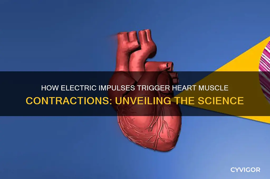 How Electric Impulses Trigger Heart Muscle Contractions: Unveiling The ...