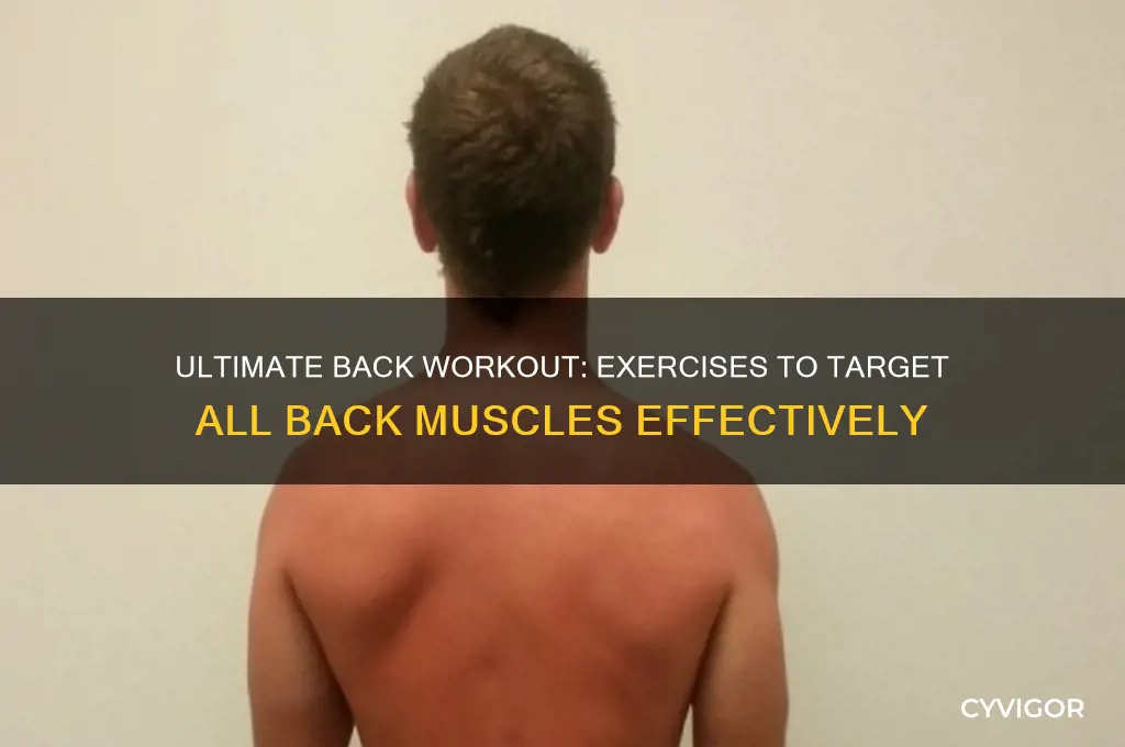 Ultimate Back Workout: Exercises To Target All Back Muscles Effectively ...