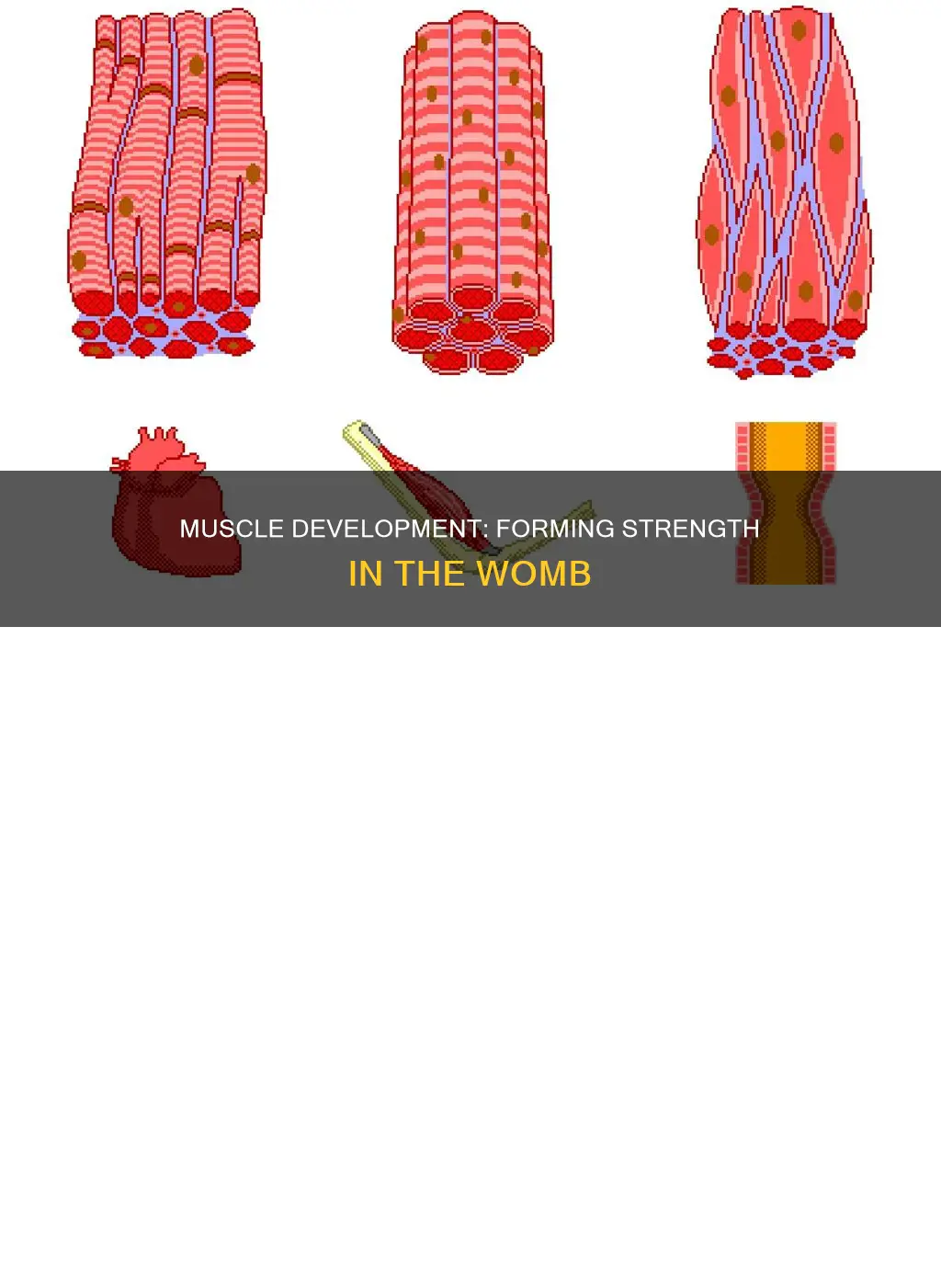 Muscle Development: Forming Strength In The Womb | CyVigor